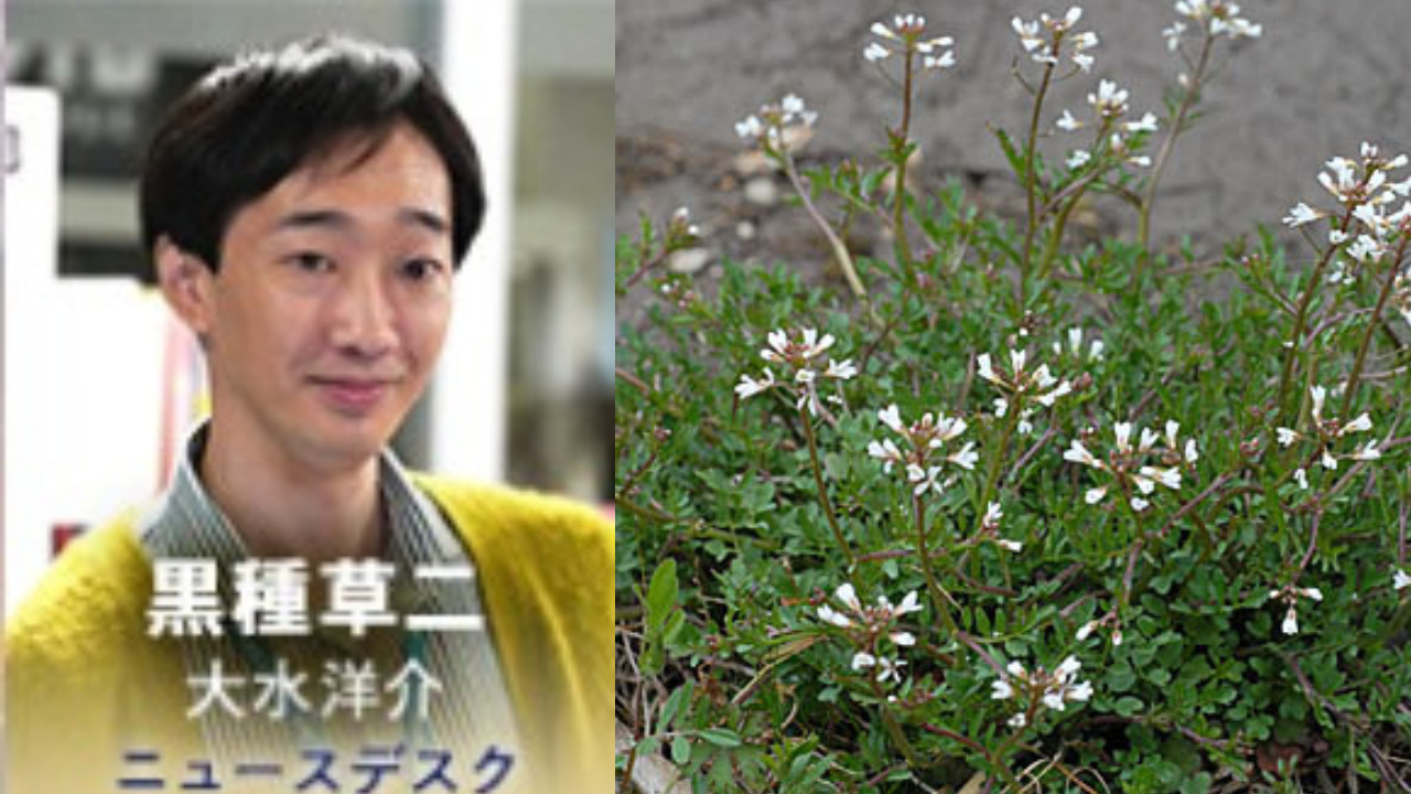 【ONEDAY考察】登場人物に花の名前が多い？キャスト14人の花言葉も | Cranq